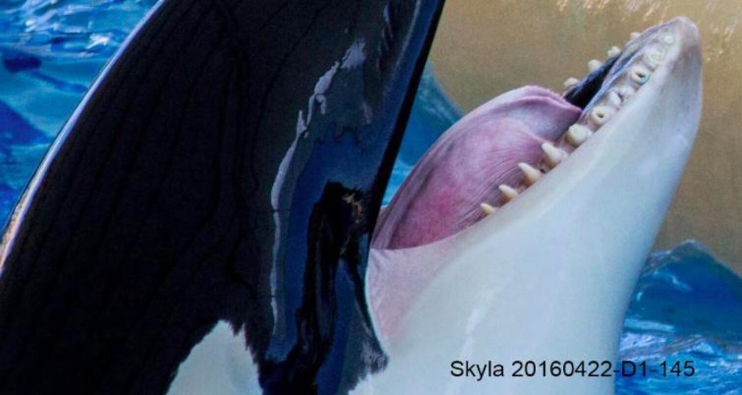 SeaWorld's Orcas Are Attacking Their Tanks — And Losing Their Teeth ...