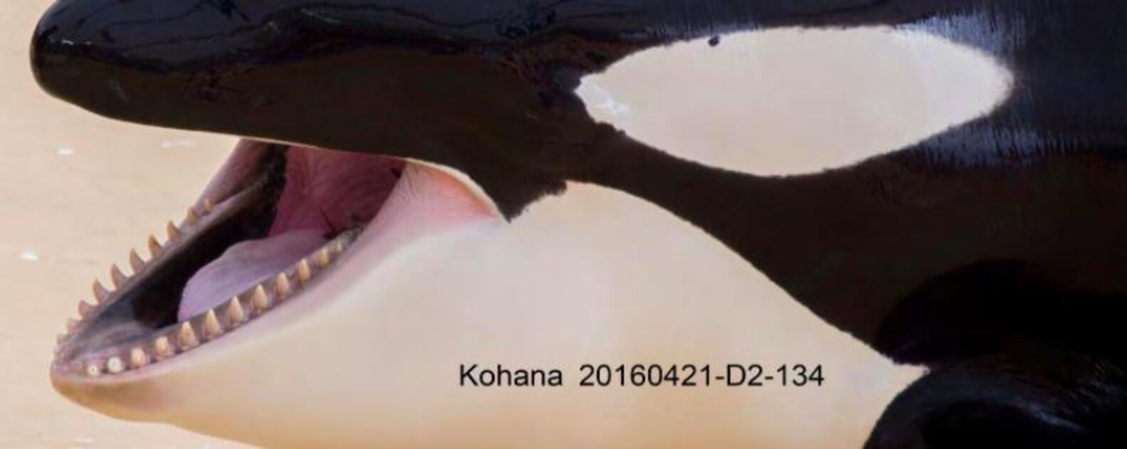 SeaWorld's Orcas Are Attacking Their Tanks — And Losing Their Teeth ...