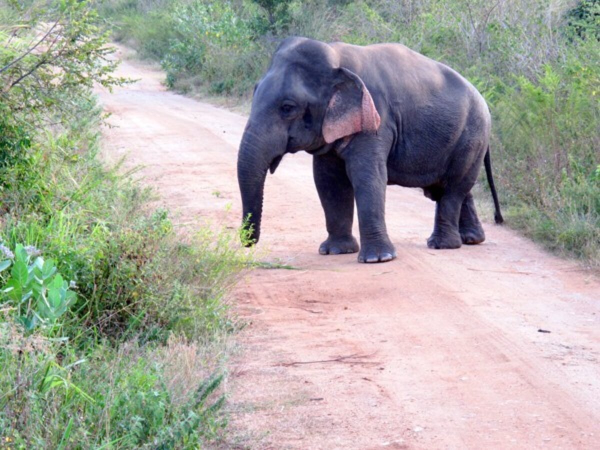 Tiny Elephant Discovered, First Dwarf Animal Seen In The Wild - The Dodo