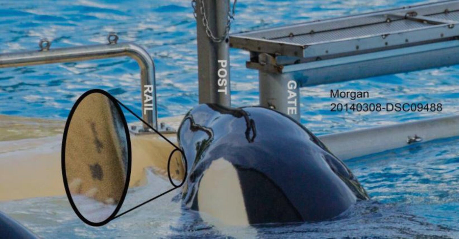 SeaWorld's Orcas Are Attacking Their Tanks — And Losing Their Teeth ...