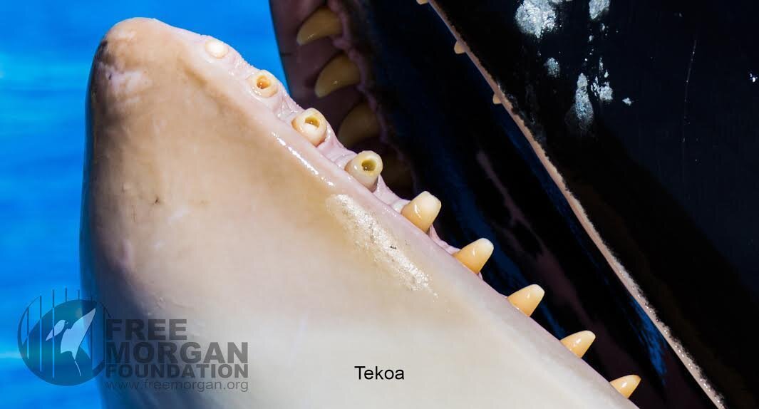 SeaWorld's Orcas Are Attacking Their Tanks — And Losing Their Teeth ...