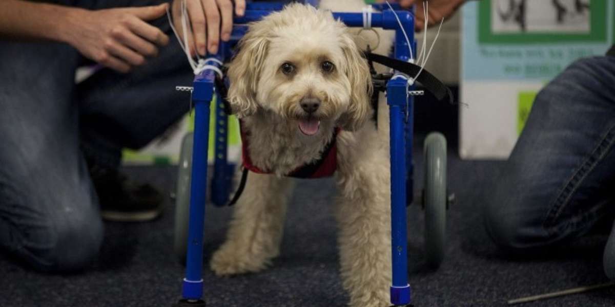 Three Students Built This Wheelchair From Scratch For A Teacher's 3 ...