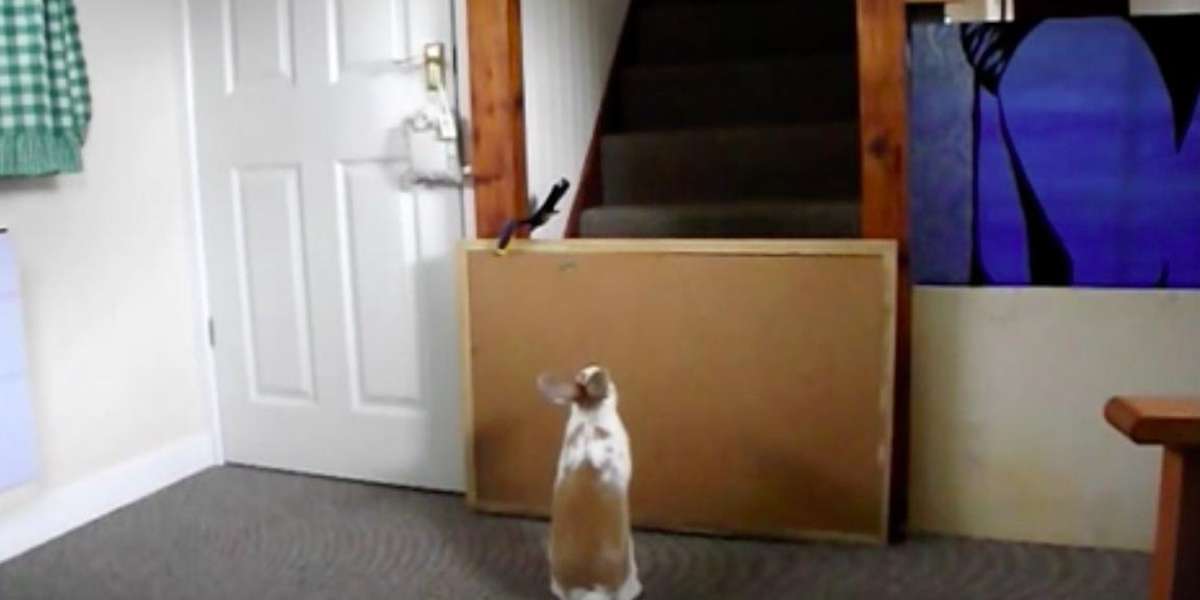 Genius Rabbit Plots Her Escape From ... THE BASEMENT - The Dodo