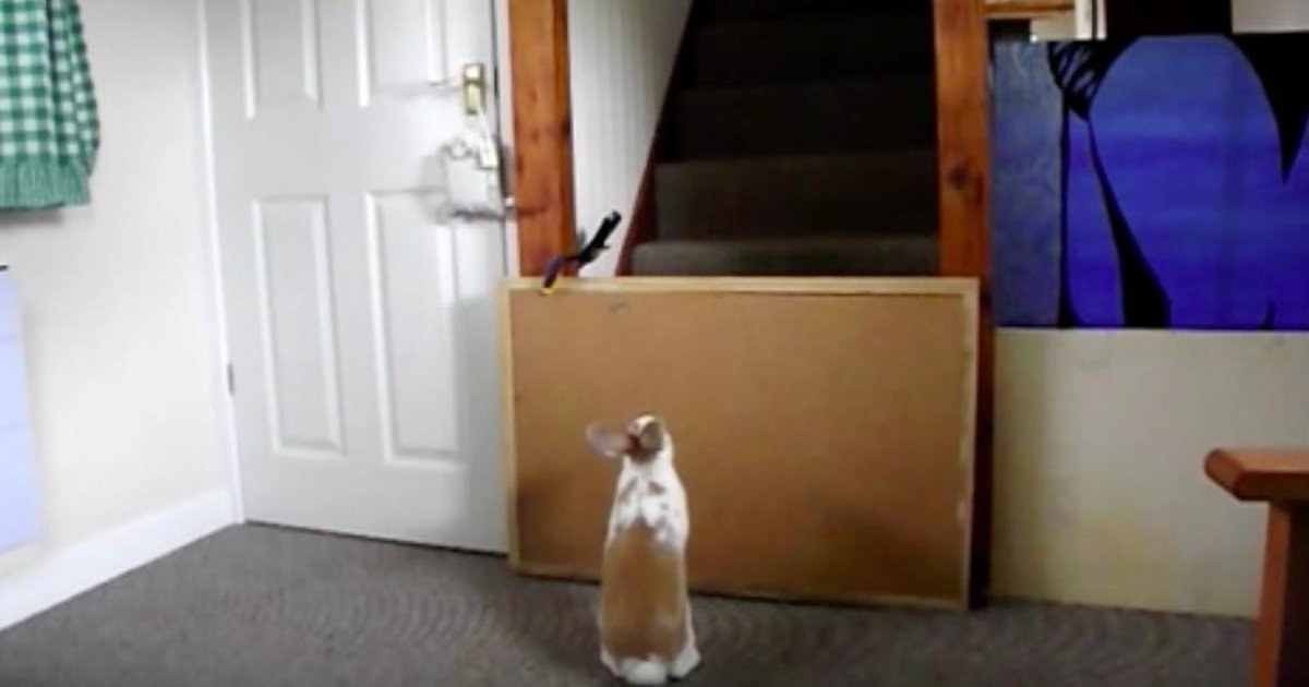 Genius Rabbit Plots Her Escape From ... THE BASEMENT - The Dodo
