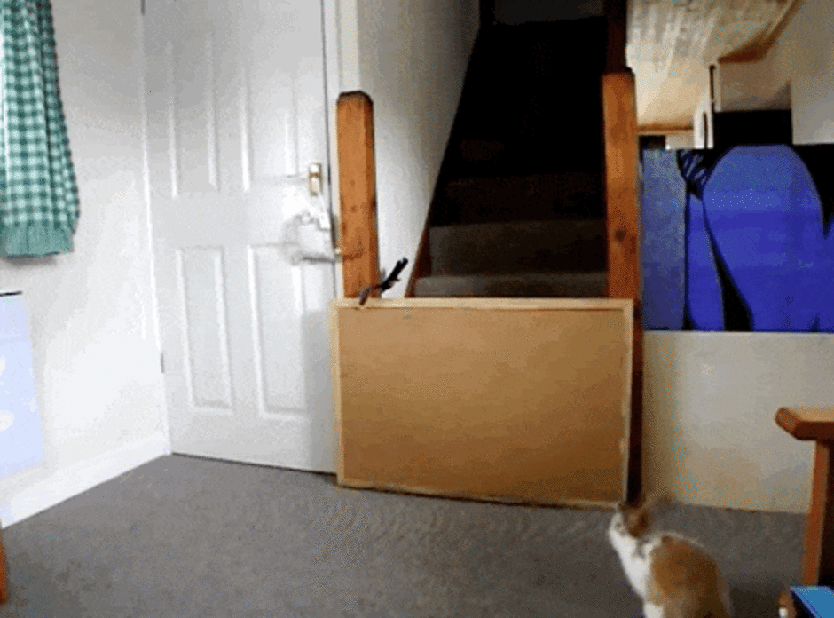 Genius Rabbit Plots Her Escape From ... THE BASEMENT - The Dodo