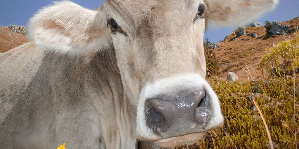 Happy, Dancing Cows Are Really, REALLY Excited Spring Is Here - The Dodo