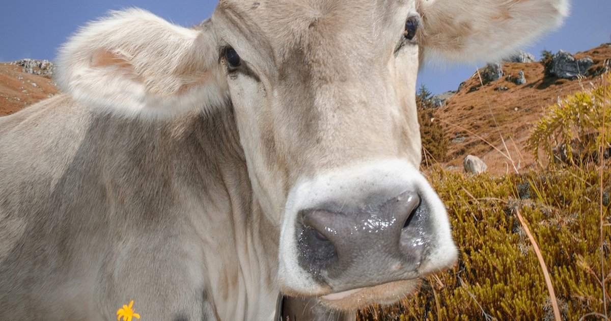 Happy, Dancing Cows Are Really, REALLY Excited Spring Is Here - The Dodo