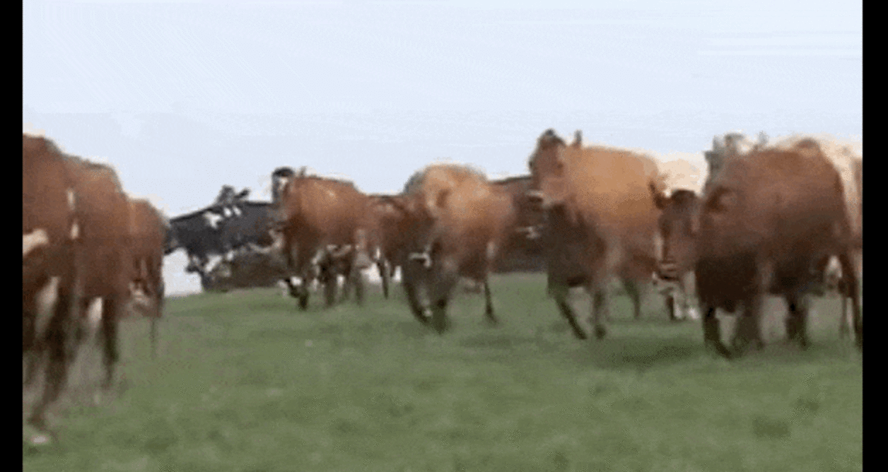 Happy, Dancing Cows Are Really, REALLY Excited Spring Is Here - The Dodo
