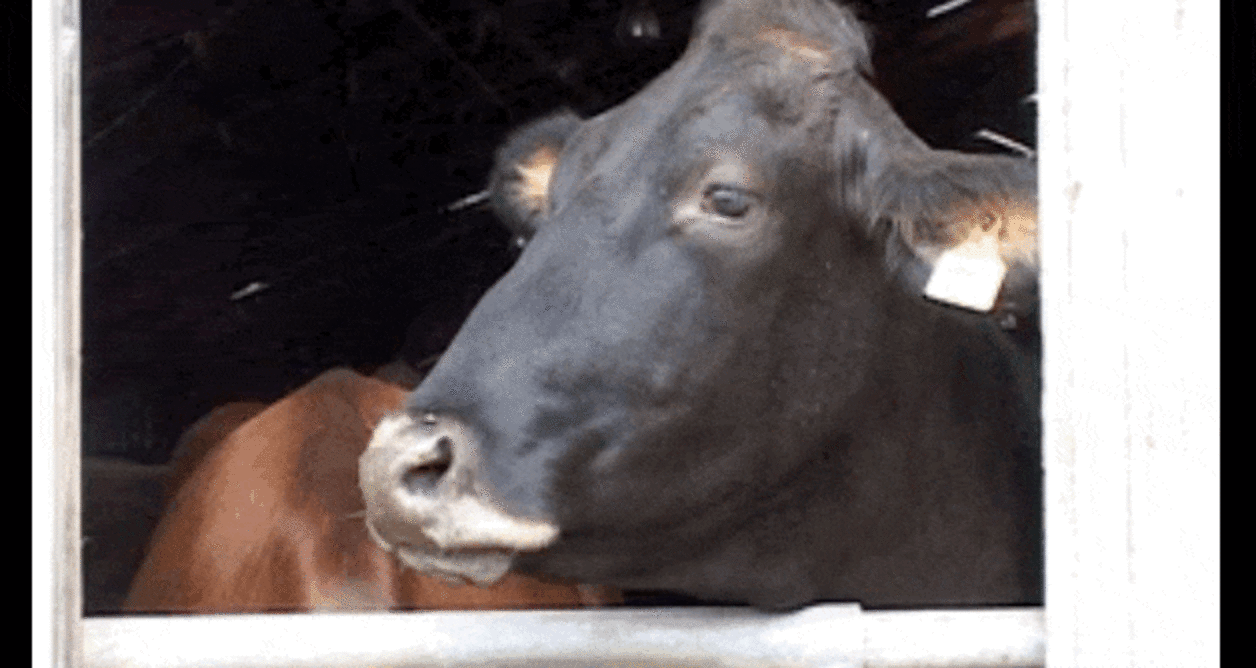 Happy, Dancing Cows Are Really, REALLY Excited Spring Is Here - The Dodo