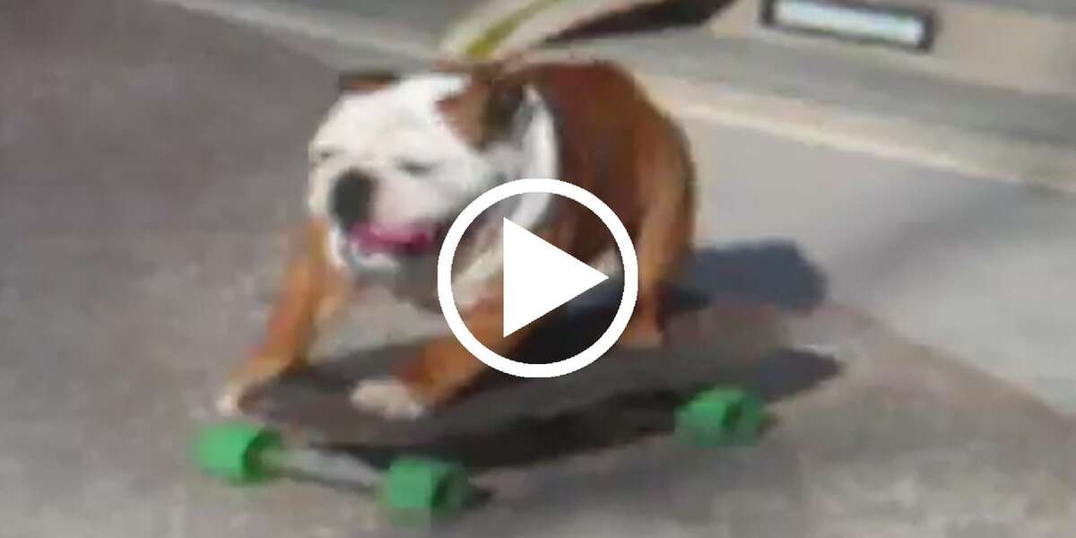 Tillman The Skateboarding Bulldog Takes His Final Ride - The Dodo