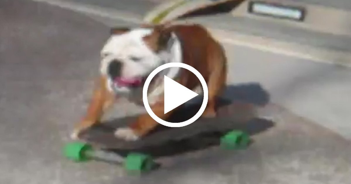 Tillman The Skateboarding Bulldog Takes His Final Ride - The Dodo