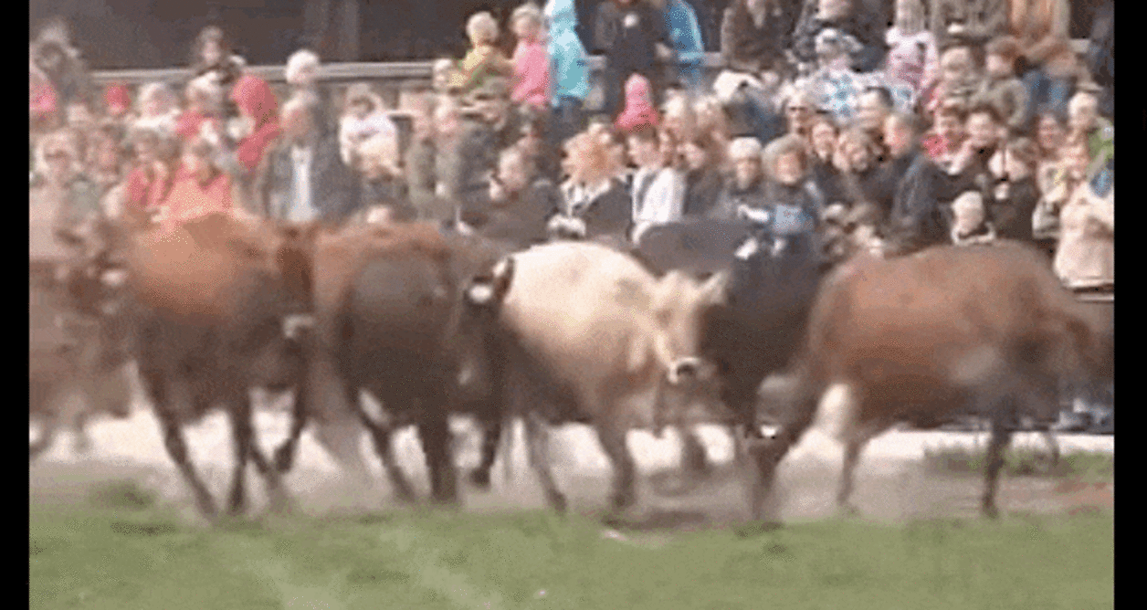 Happy, Dancing Cows Are Really, REALLY Excited Spring Is Here - The Dodo