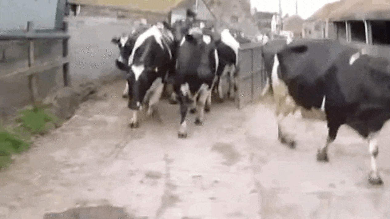 Happy, Dancing Cows Are Really, REALLY Excited Spring Is Here - The Dodo