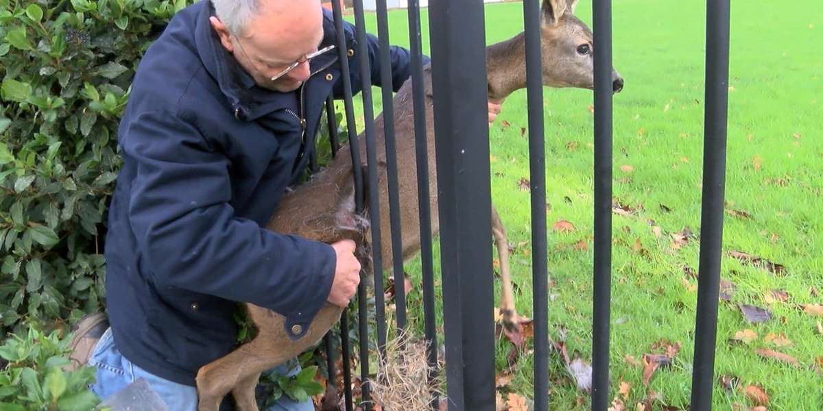 Feisty Deer Stuck Fast in Fence Freed by Kind Rescuer. - The Dodo