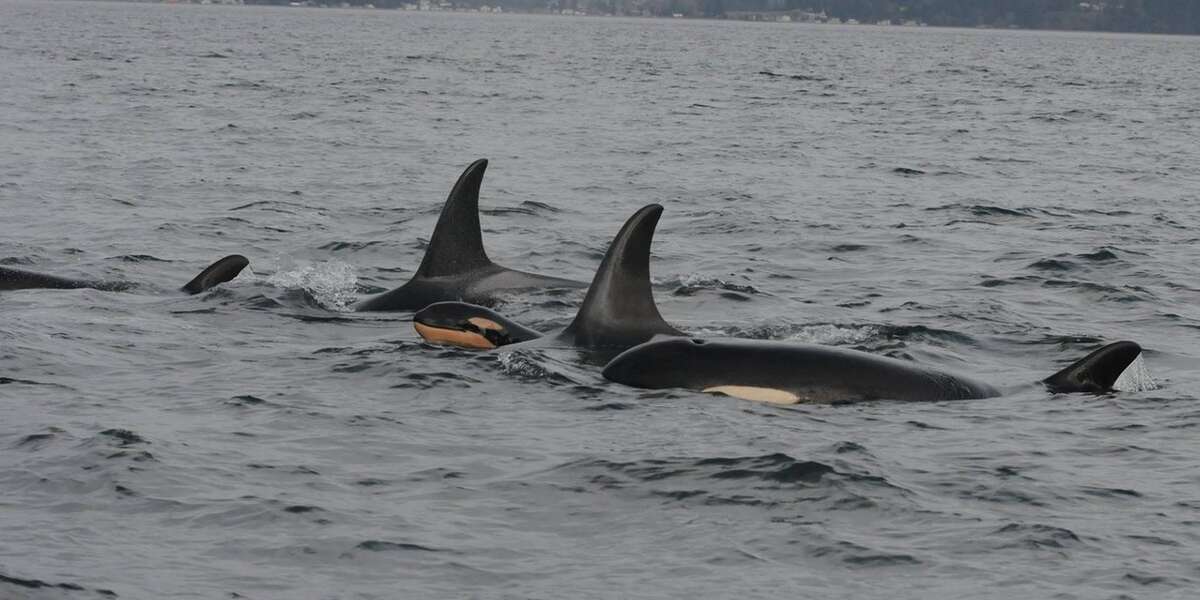 Tiniest Arrival Brings New Hope To Endangered Orcas - The Dodo