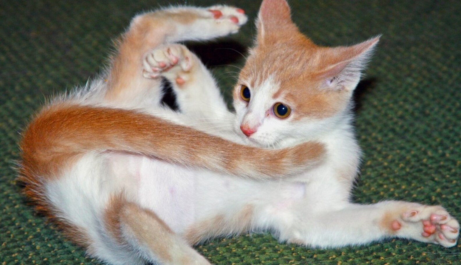 Meet 9 Cats Locked In Battle Against Their Own Tails - The Dodo