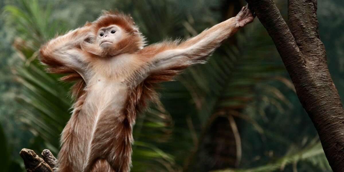 QUIZ: Can You Separate The Apes From The Monkeys? - The Dodo