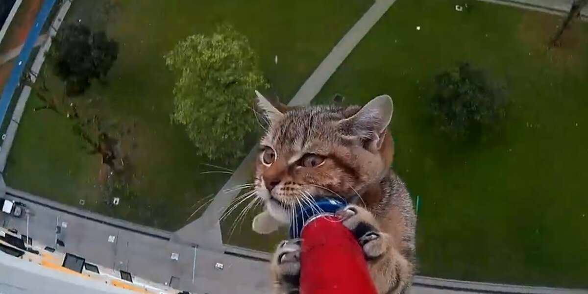 Cat Rescued From High-Rise Ledge - The Dodo