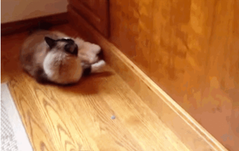 Meet 9 Cats Locked In Battle Against Their Own Tails - The Dodo