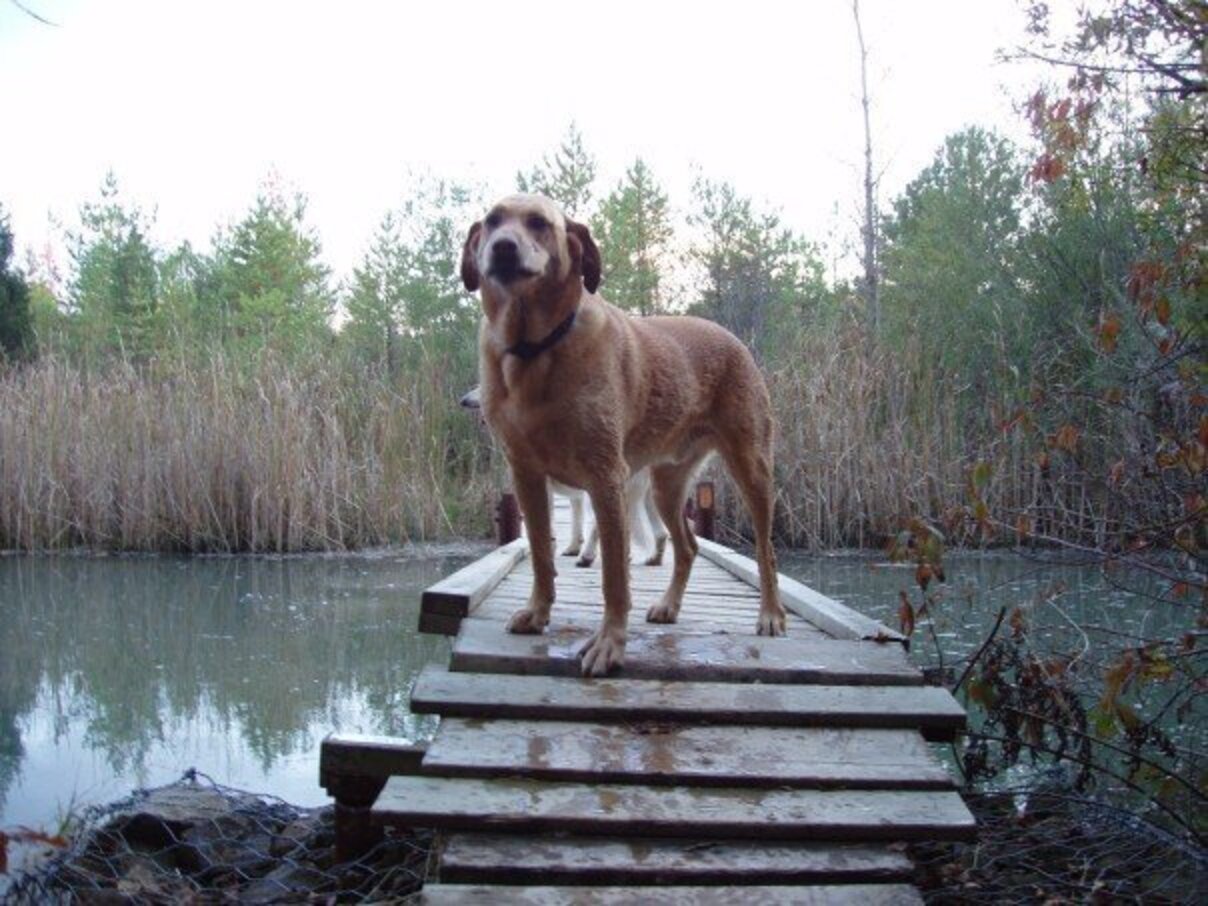 Everything I Know About Love, I Learned From My Dog - The Dodo