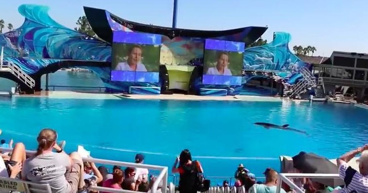 Depressing Time-Lapse Video Shows What SeaWorld Orcas Do All Day - The Dodo