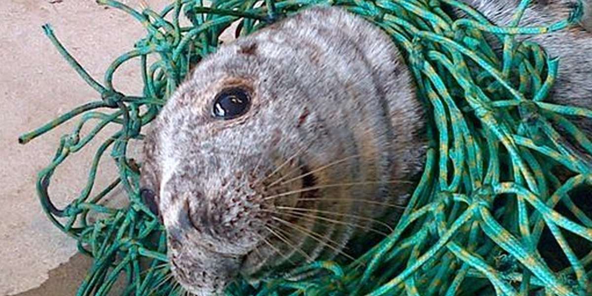Seal Who Was Trapped In Fishing Net Is So Excited To Be Free - The Dodo