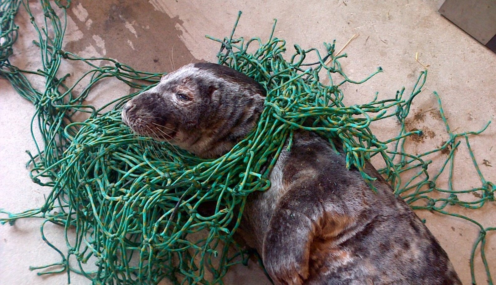 Seal Who Was Trapped In Fishing Net Is So Excited To Be Free - The Dodo