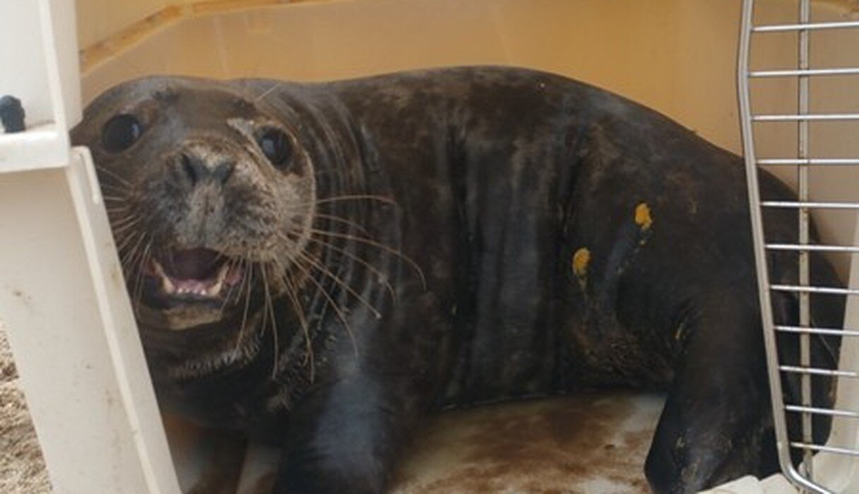 Seal Who Was Trapped In Fishing Net Is So Excited To Be Free - The Dodo