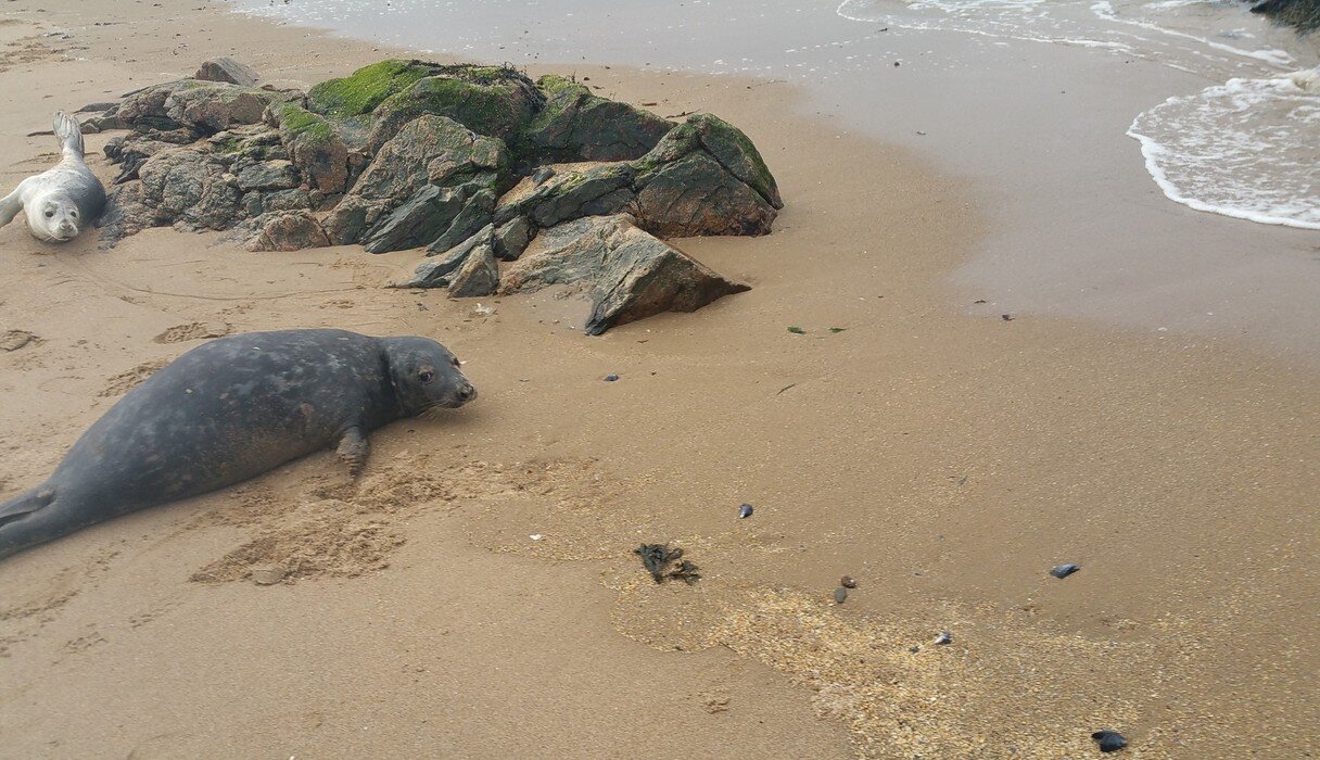 Seal Who Was Trapped In Fishing Net Is So Excited To Be Free - The Dodo