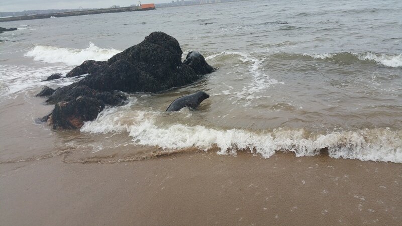 Seal Who Was Trapped In Fishing Net Is So Excited To Be Free - The Dodo