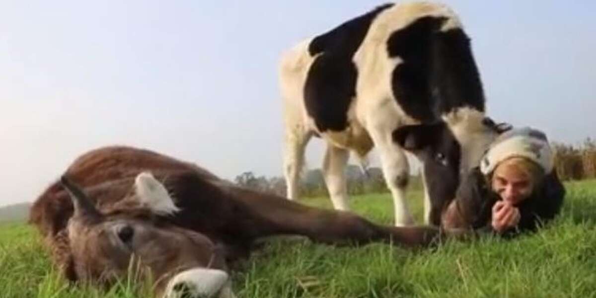 Playful Cow Would Like Attention Right Now, Please - The Dodo