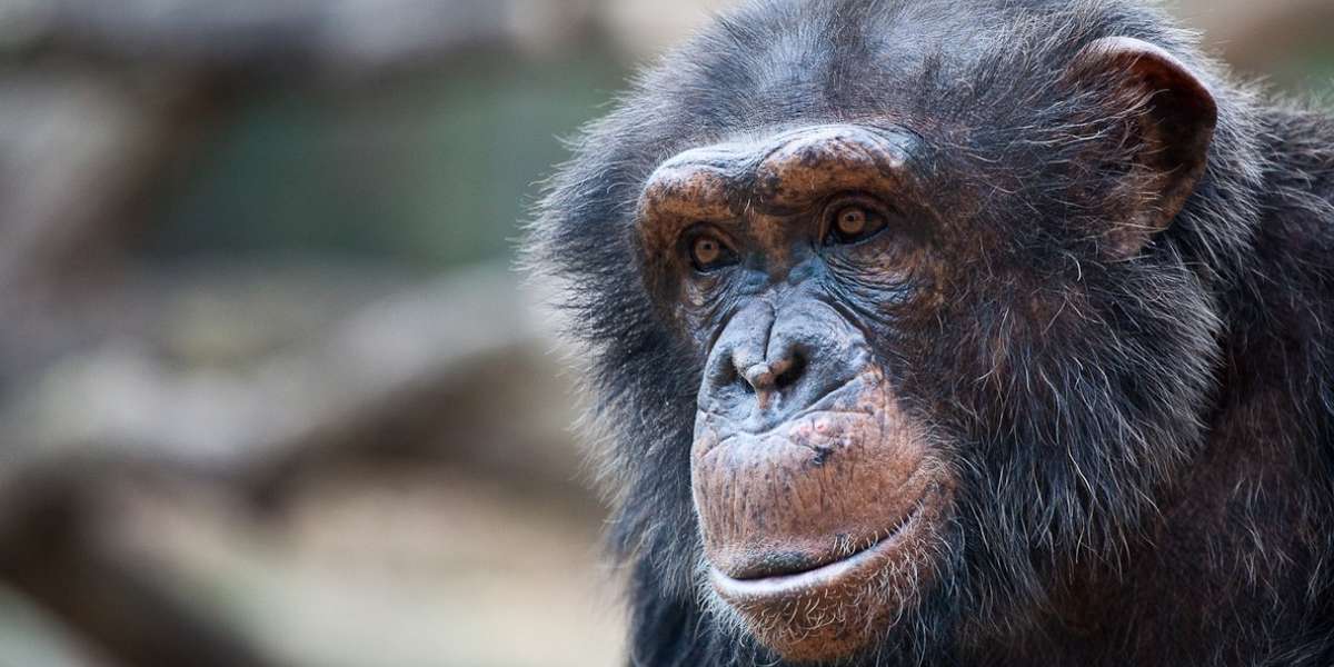 Poachers Now Targeting Apes For Their Skulls, Not Meat - The Dodo