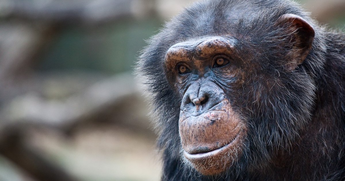 Poachers Now Targeting Apes For Their Skulls, Not Meat - The Dodo