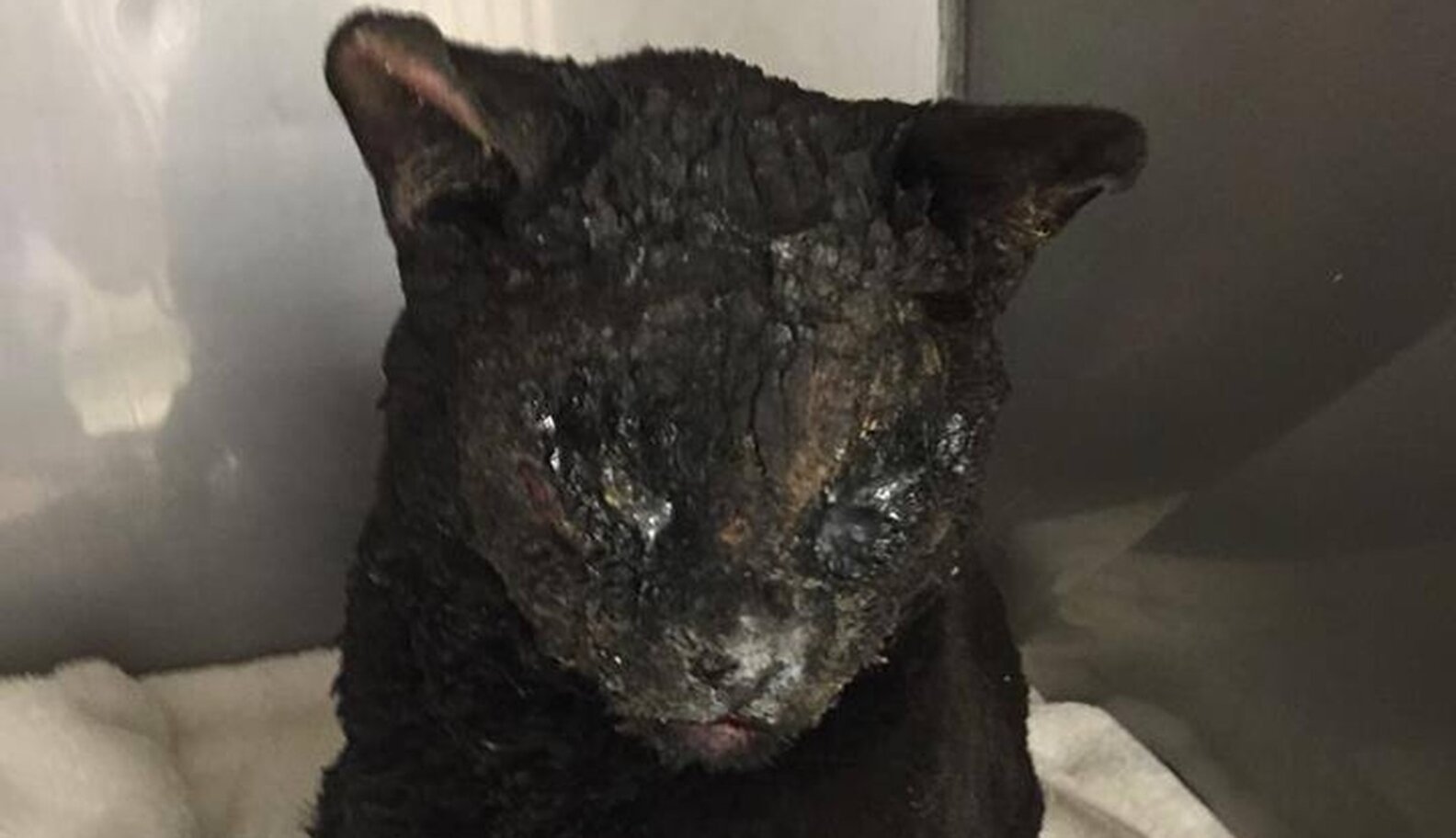 Survivor Cat Emerges As Symbol Of Hope Amid California Wildfire - The Dodo