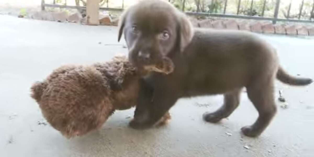 Scampering Puppies Find Worthy Opponent: A Teddy Bear - The Dodo