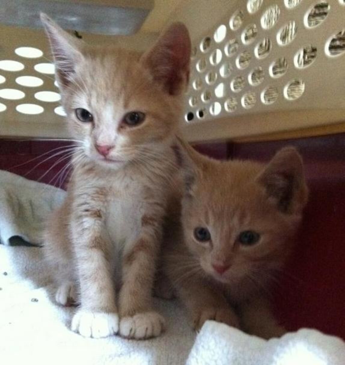 16 Newly Adopted Kittens On The Ride Home From The Shelter - The Dodo