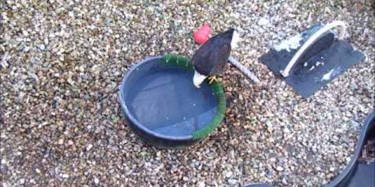 Goldfish Enrichment and Wildlife Rehabilitation - The Dodo