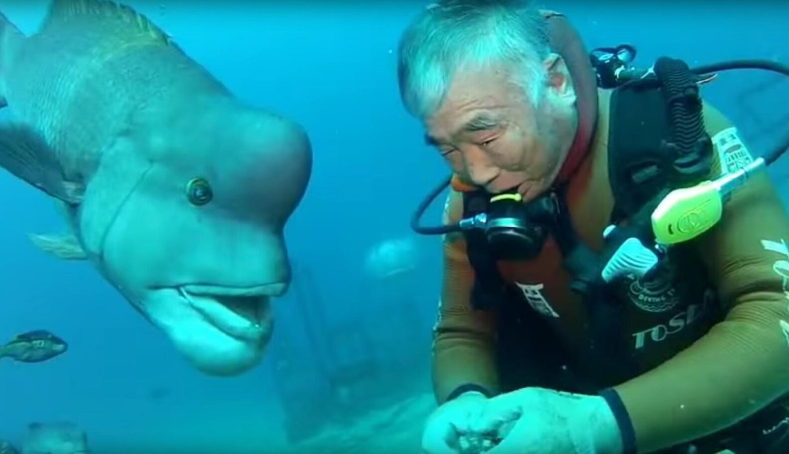 Diver Has Visited The Same Friendly Fish For 25 Years - The Dodo
