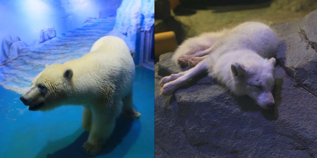 'Saddest' Polar Bear Isn't Only Animal Going Crazy At Nightmare Zoo ...
