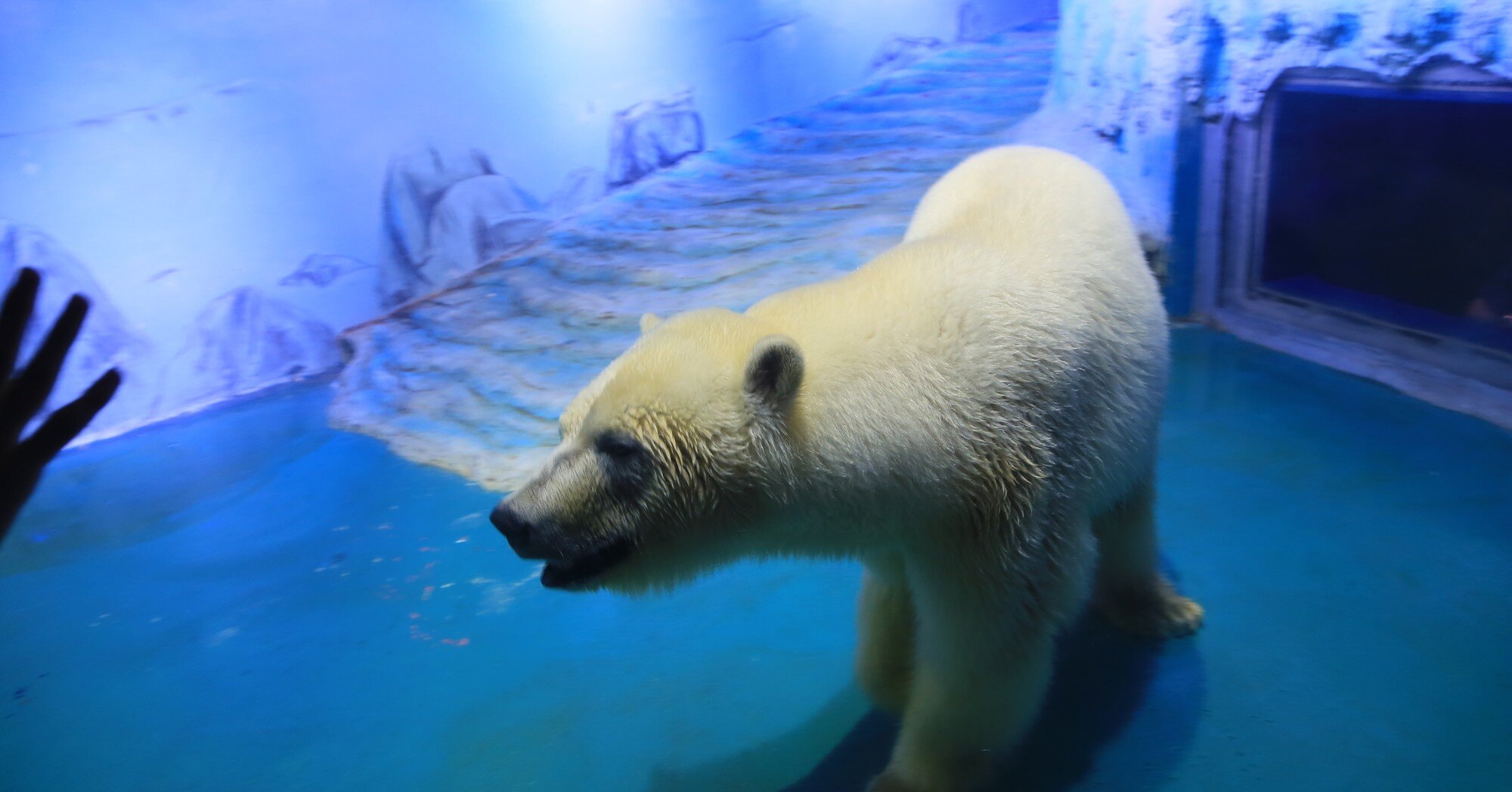 'Saddest' Polar Bear Isn't Only Animal Going Crazy At Nightmare Zoo ...