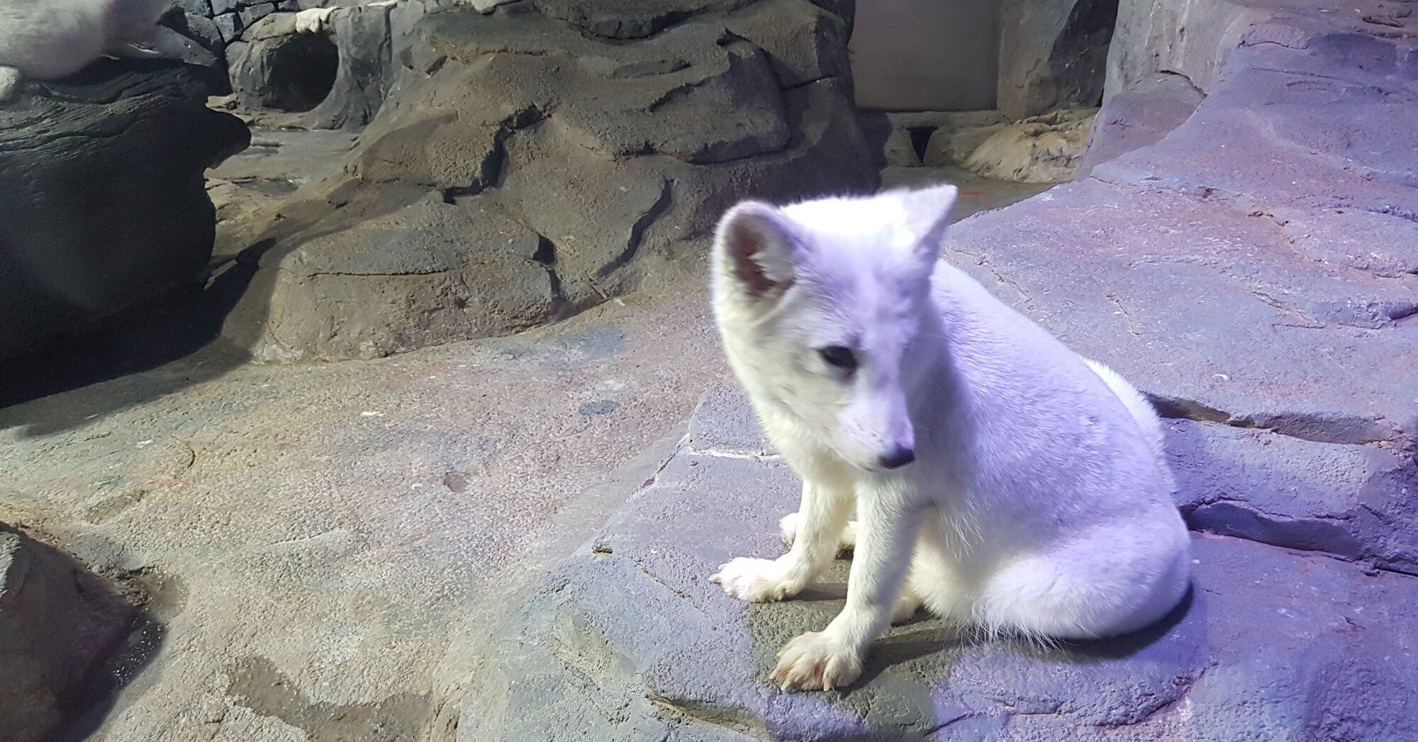'Saddest' Polar Bear Isn't Only Animal Going Crazy At Nightmare Zoo ...