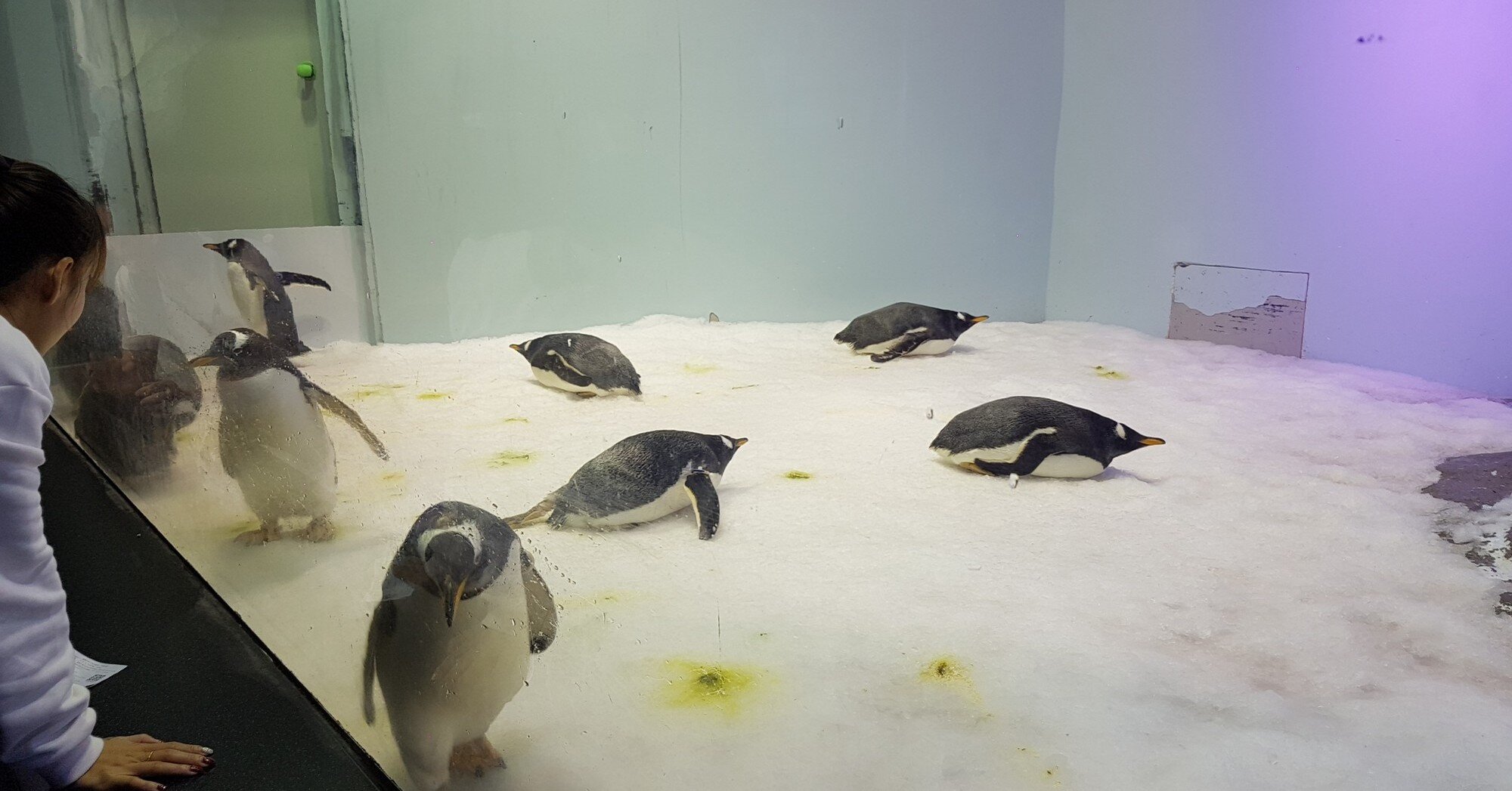 'Saddest' Polar Bear Isn't Only Animal Going Crazy At Nightmare Zoo ...