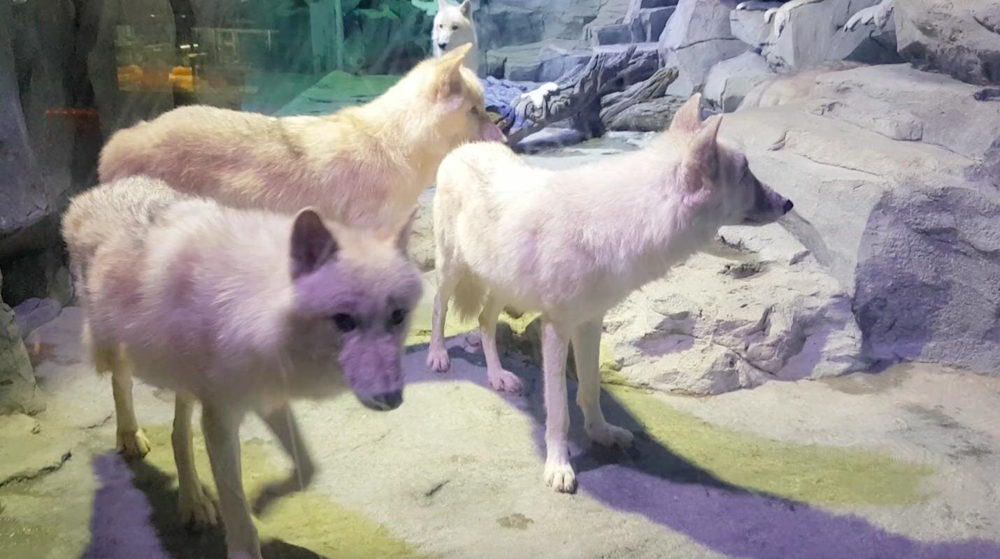 'Saddest' Polar Bear Isn't Only Animal Going Crazy At Nightmare Zoo ...