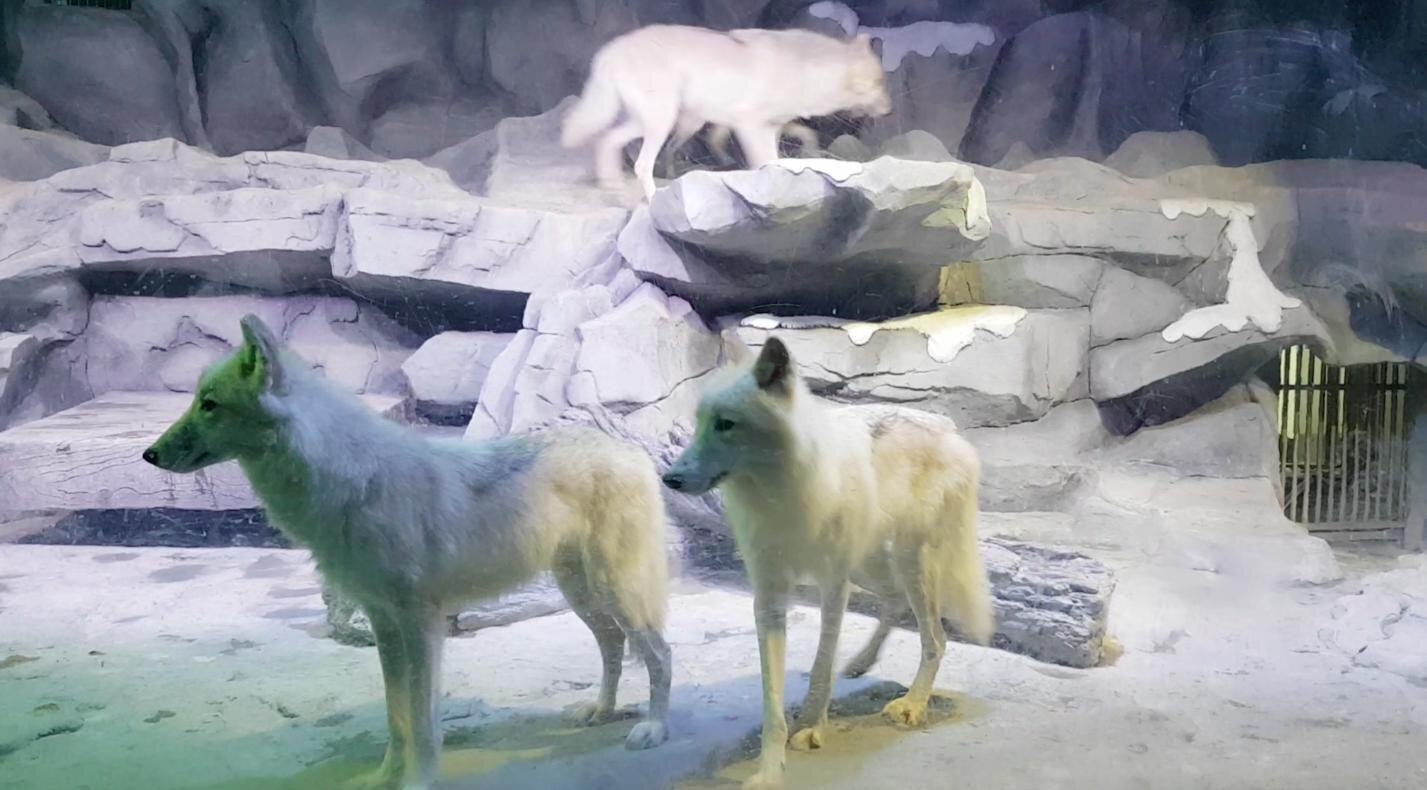 'Saddest' Polar Bear Isn't Only Animal Going Crazy At Nightmare Zoo ...