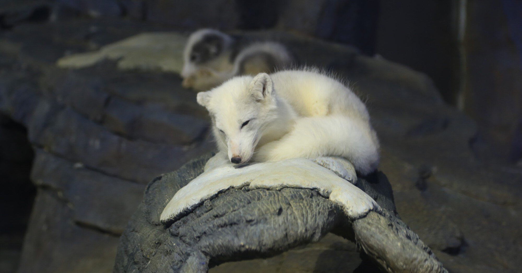 'Saddest' Polar Bear Isn't Only Animal Going Crazy At Nightmare Zoo ...