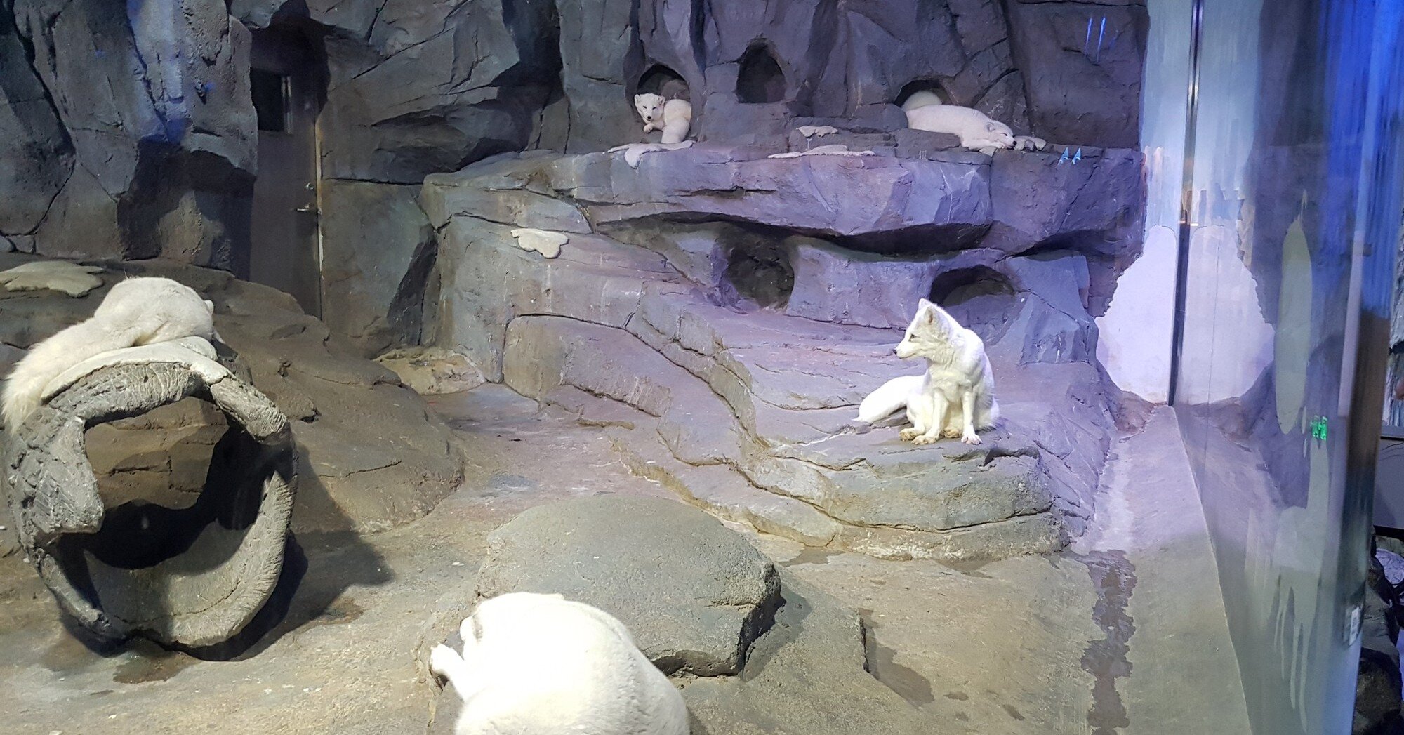 'Saddest' Polar Bear Isn't Only Animal Going Crazy At Nightmare Zoo ...