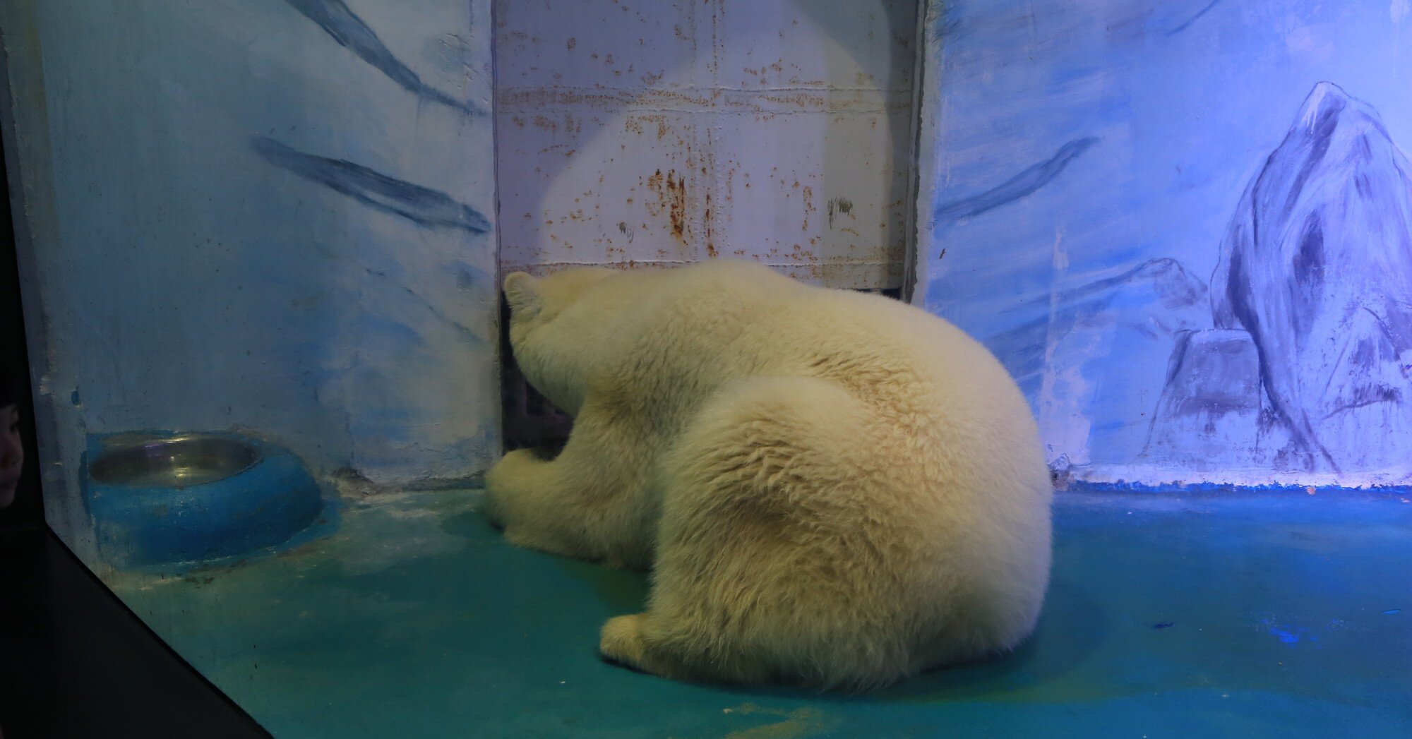 'Saddest' Polar Bear Isn't Only Animal Going Crazy At Nightmare Zoo ...