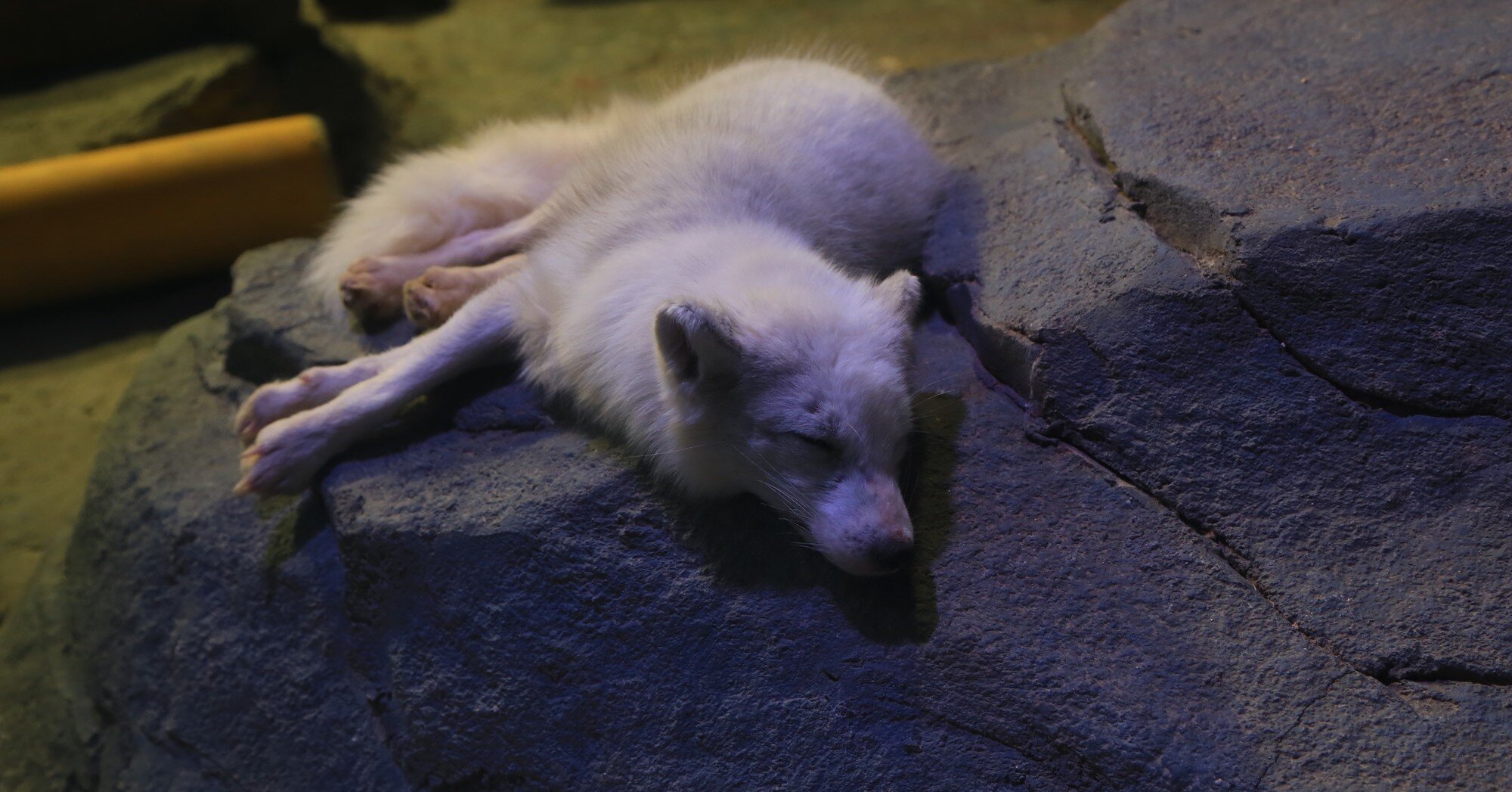 'Saddest' Polar Bear Isn't Only Animal Going Crazy At Nightmare Zoo ...
