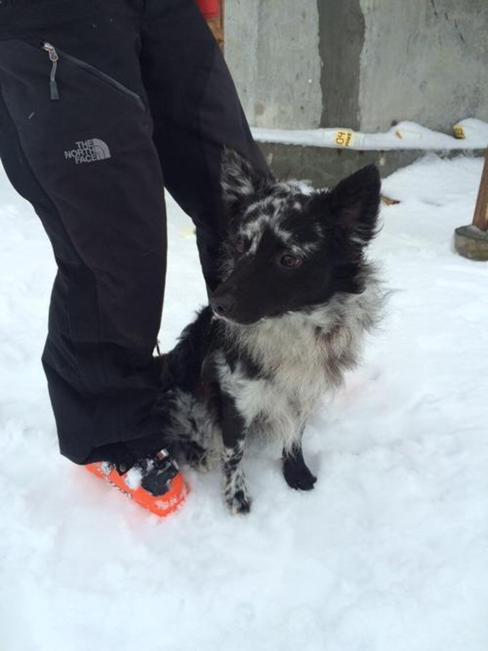 The Life And Times Of An Avalanche Rescue Dog In Alaska - The Dodo