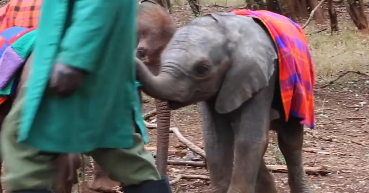 Elephants Could Go Extinct In 20 Years - The Dodo